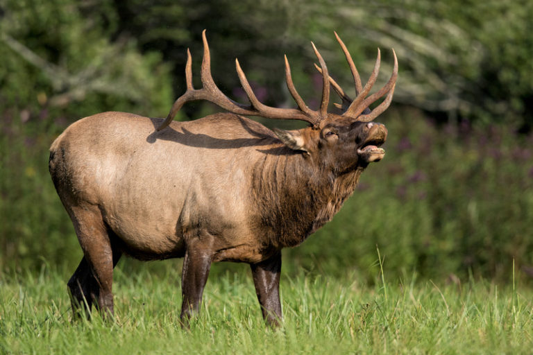 The Majestic Elk of the Smokies - Fryemont Inn